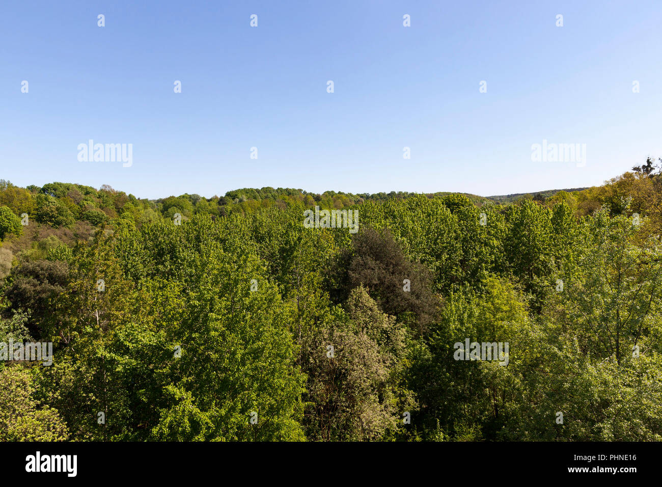 crown and tops of mixed forest with deciduous and coniferous trees ...