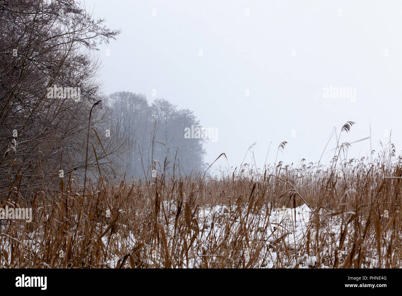 snow grass and forest photographed in the winter season, which appeared ...