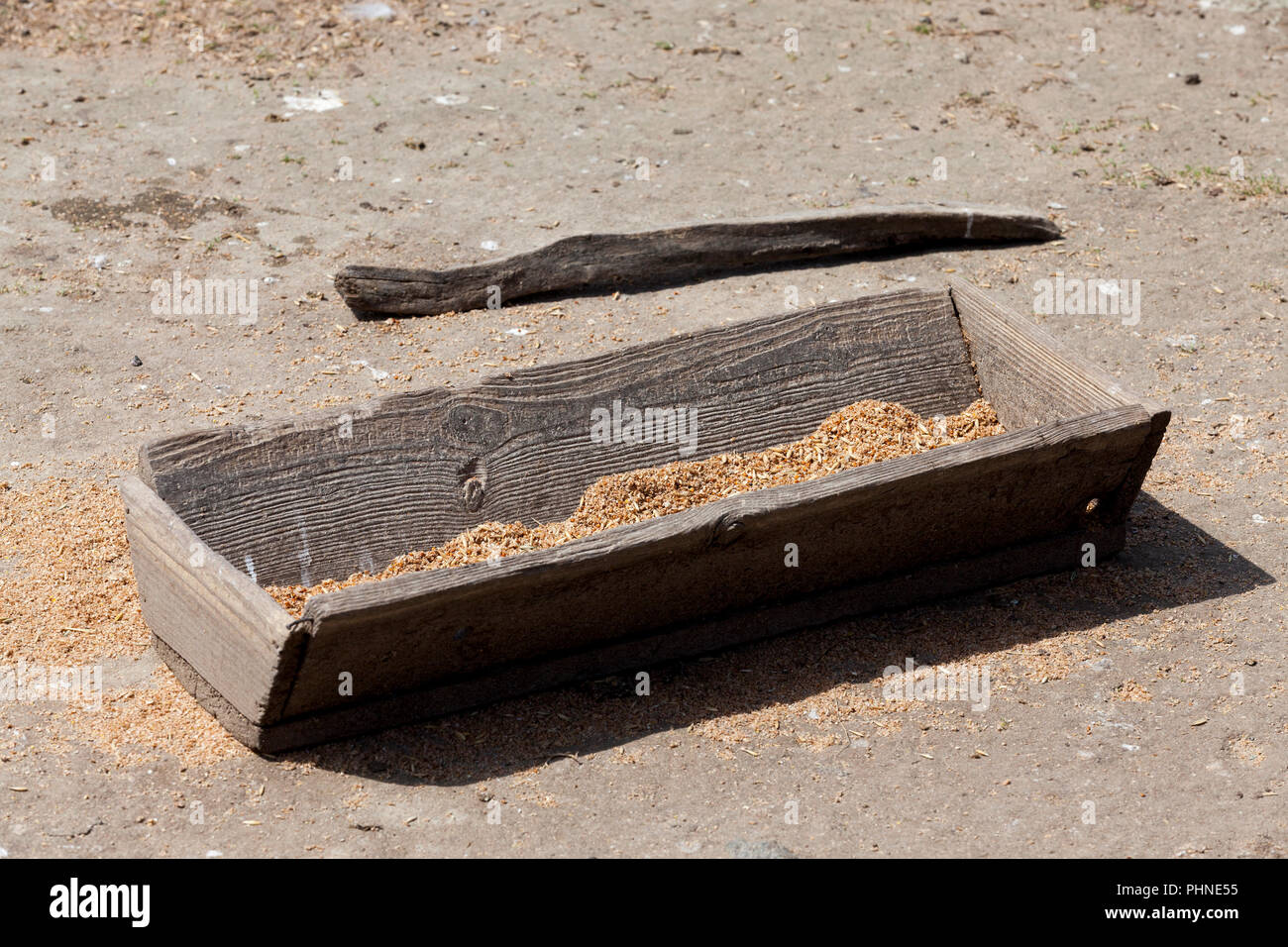 old wooden trough with grain, from which feed birds and animals ...