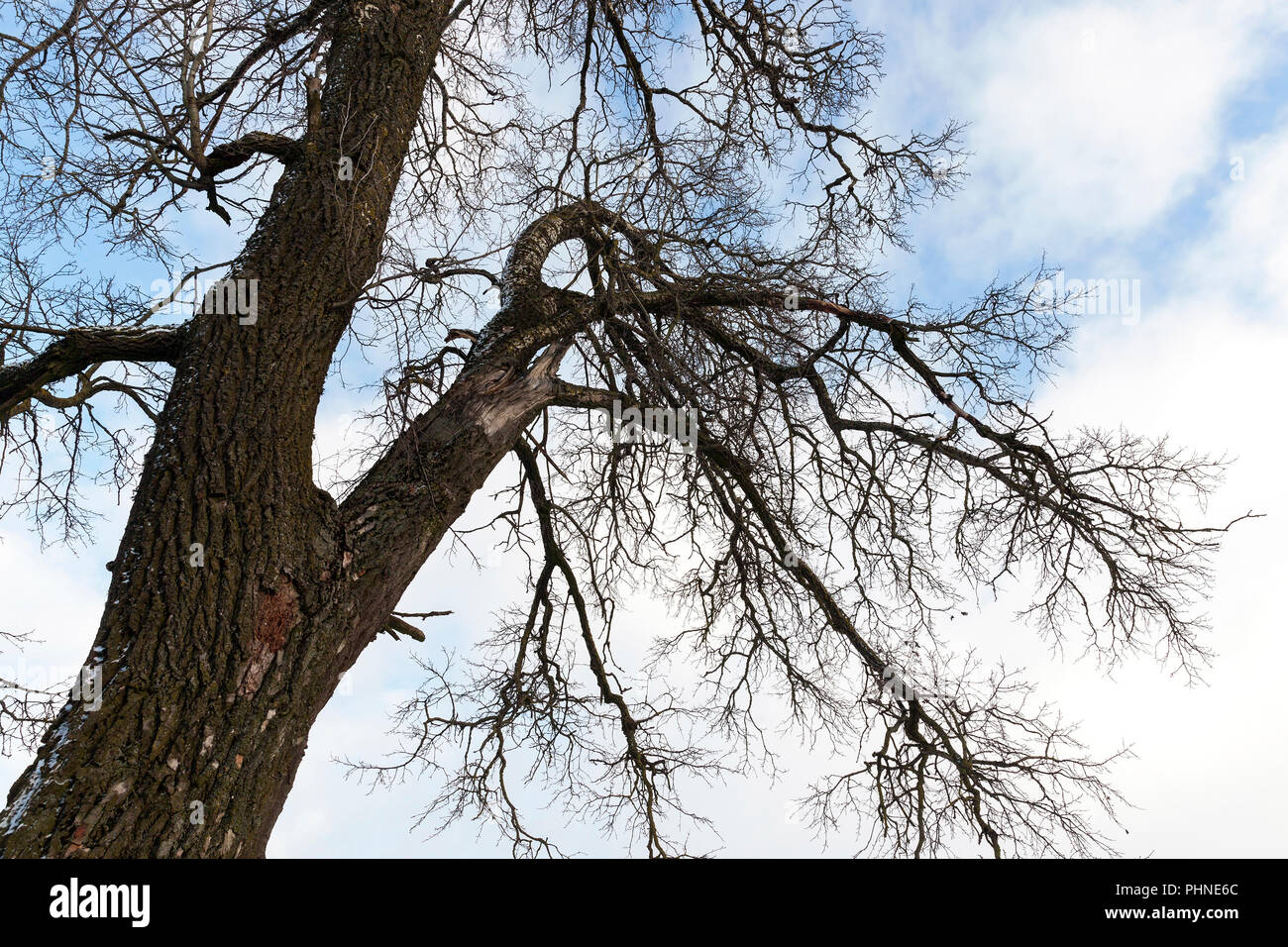 Deciduous Tree In Winter