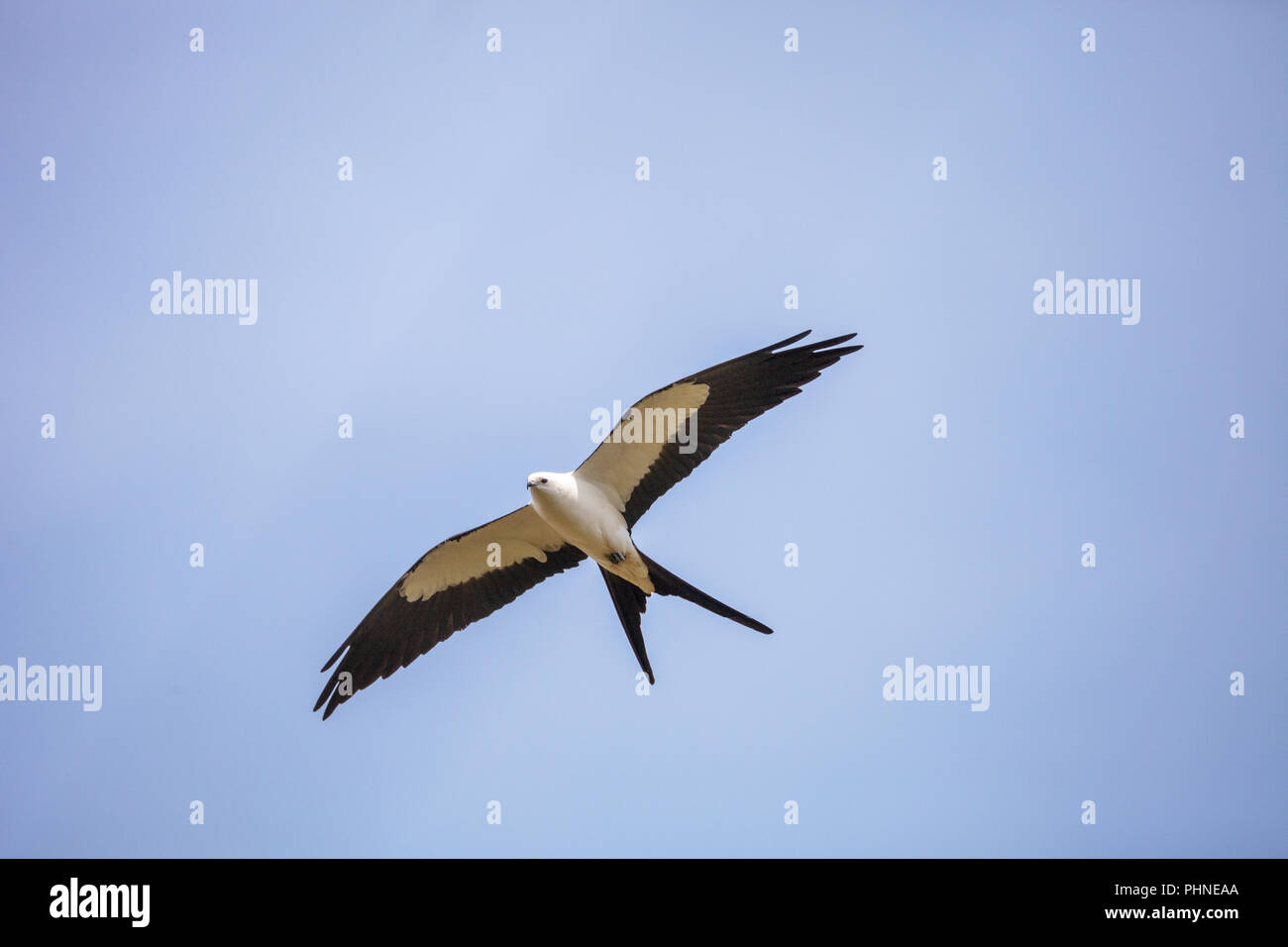 Swallowtail kite Elanoides forficatus flies Stock Photo - Alamy