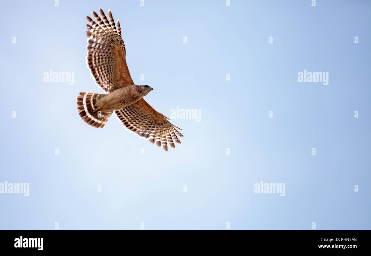 Swamp hawk hi-res stock photography and images - Alamy