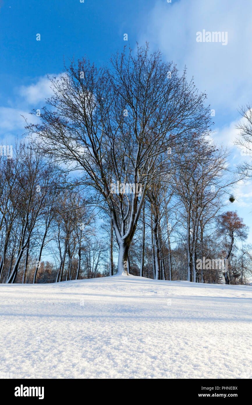 deciduous trees in winter, without leaves and covered with snow, a blue ...