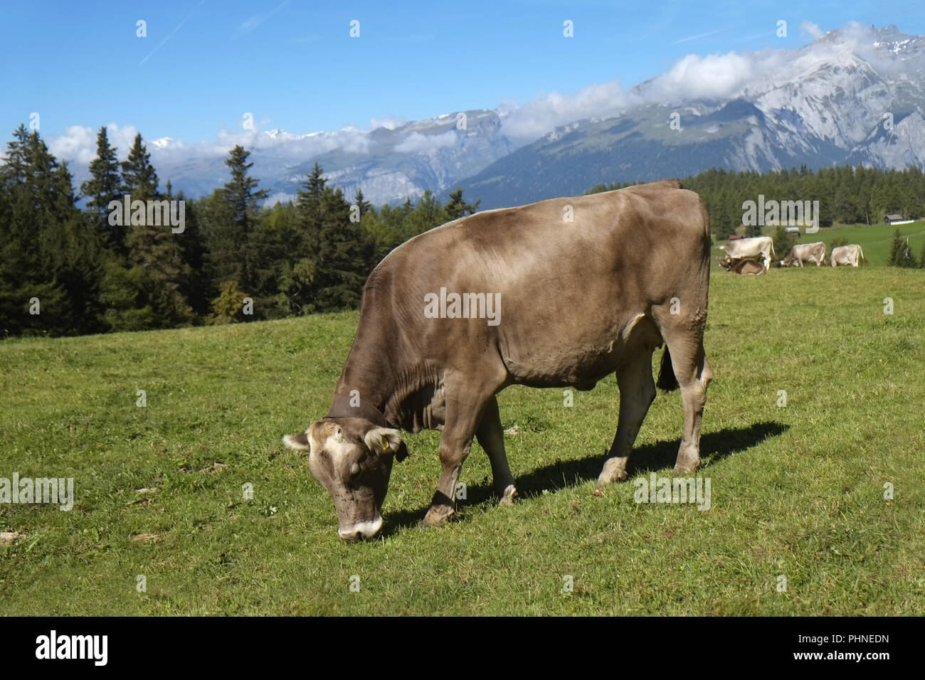 Alpine cattle hi-res stock photography and images - Alamy