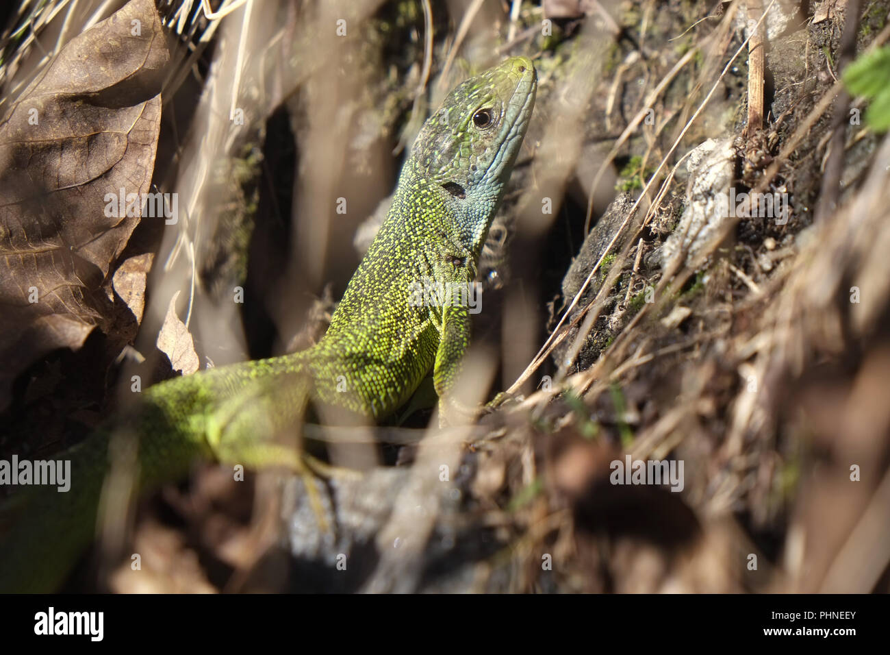 Emerald lizard hi-res stock photography and images - Alamy