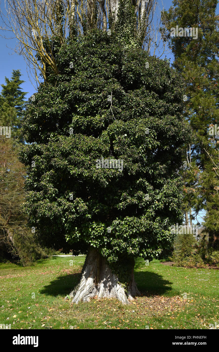 Ivy; climbing plant; tree with climbing ivy Stock Photo - Alamy