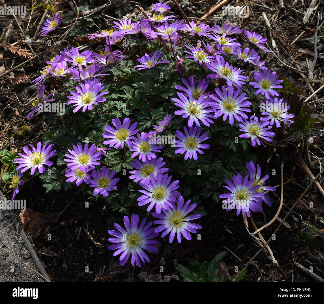 Flower wind hi-res stock photography and images - Alamy