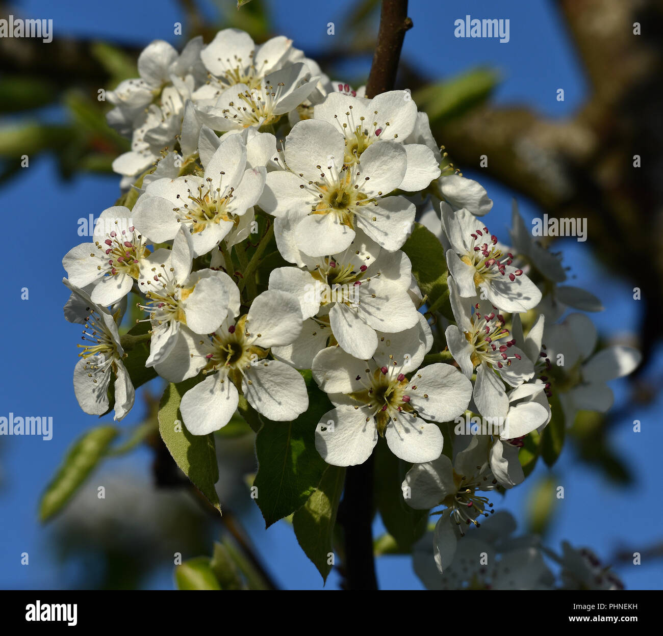 Pear tree; pear blooming Stock Photo - Alamy