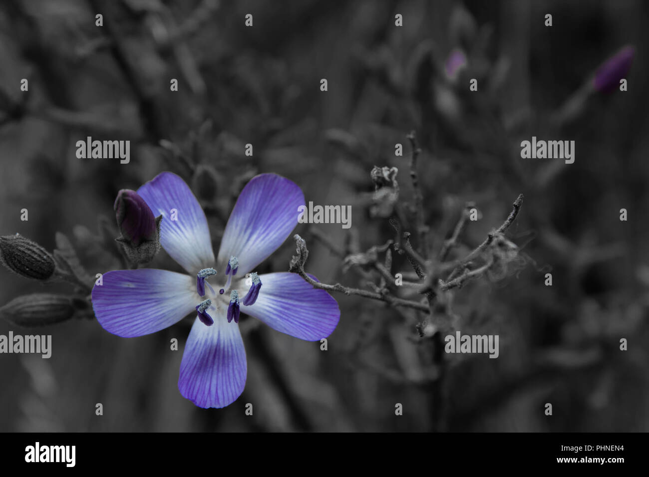 Flor sola sola hi-res stock photography and images - Alamy