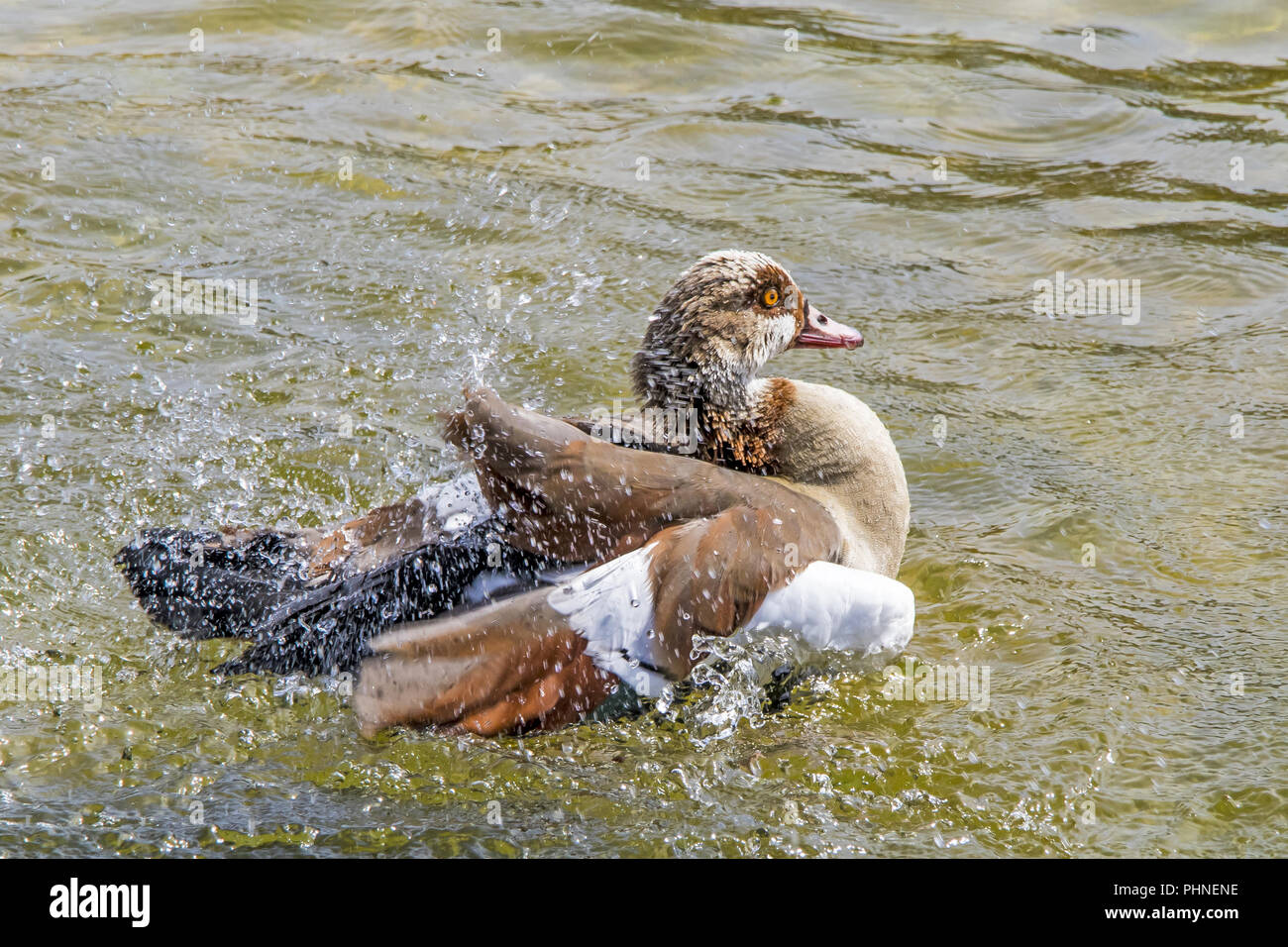 Egyptian goose 'Alopochen aegyptiaca' Stock Photo - Alamy