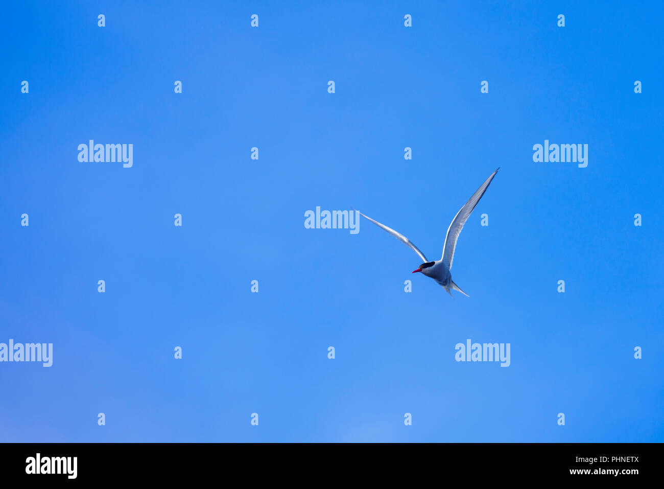 A single bird flying on the Isle of Muck in the Inner Hebrides of ...