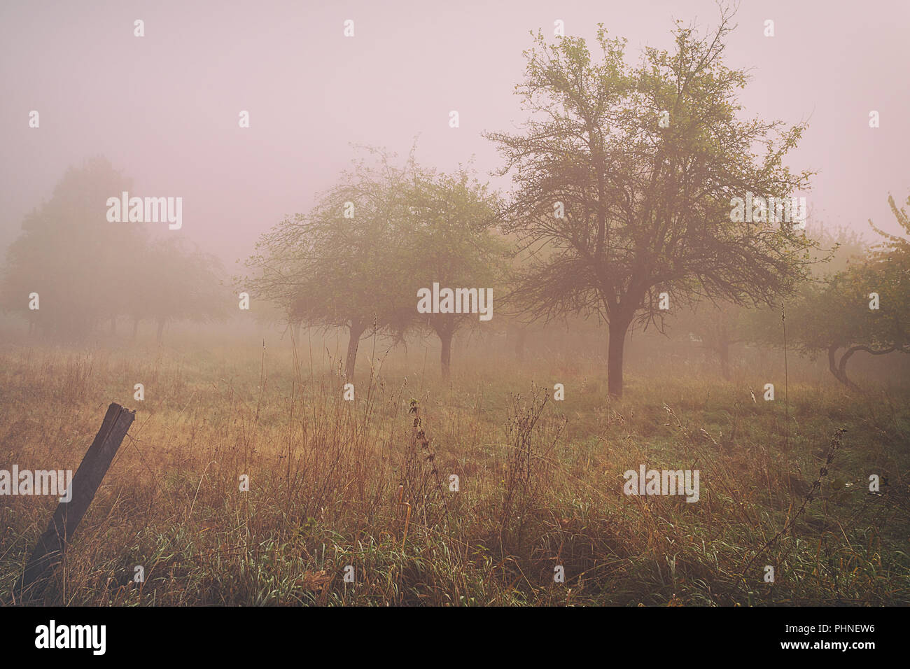 Meadow with trees in morning mist hi-res stock photography and images ...