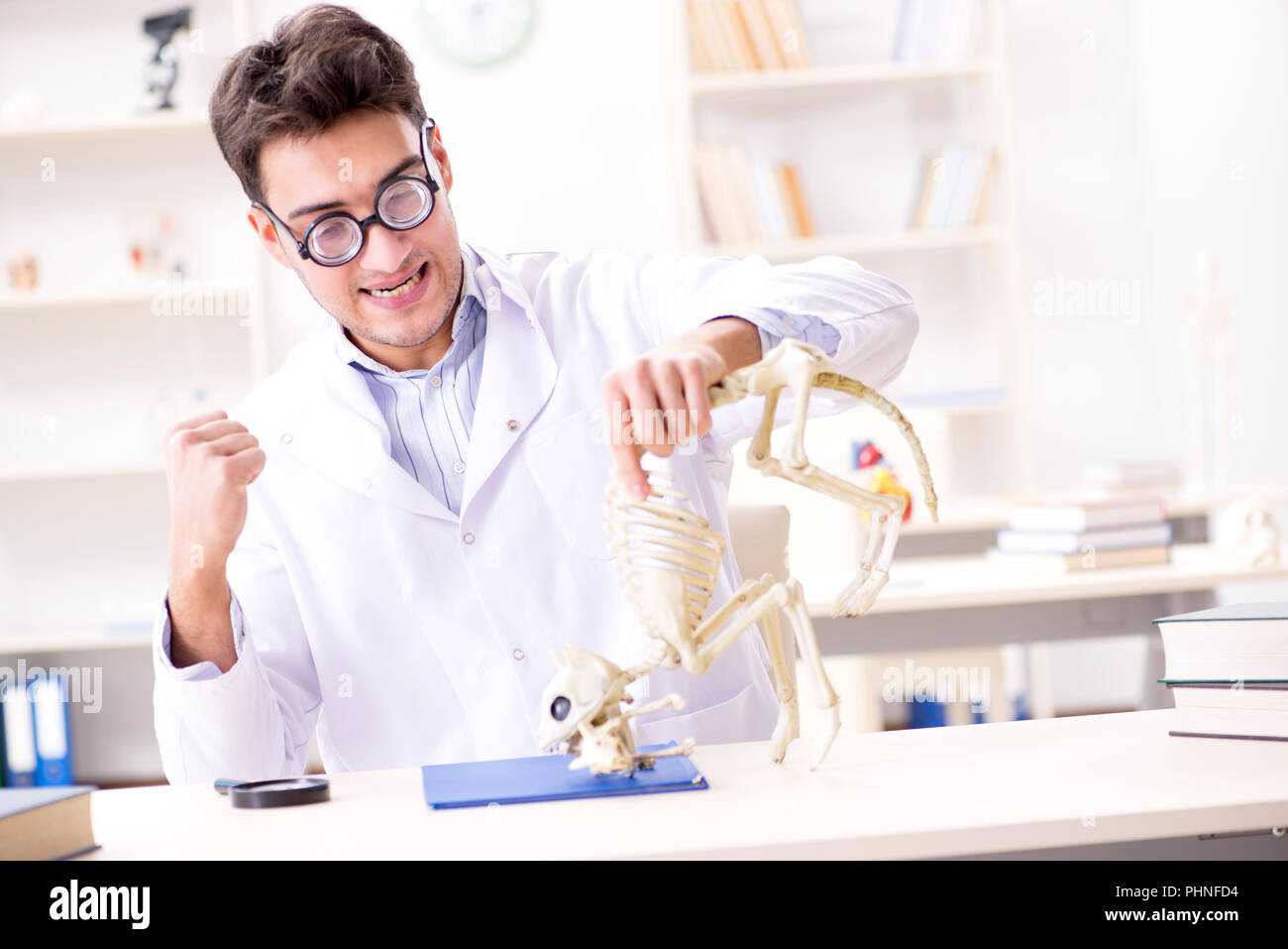 Funny crazy student doctor studying animal skeleton Stock Photo - Alamy