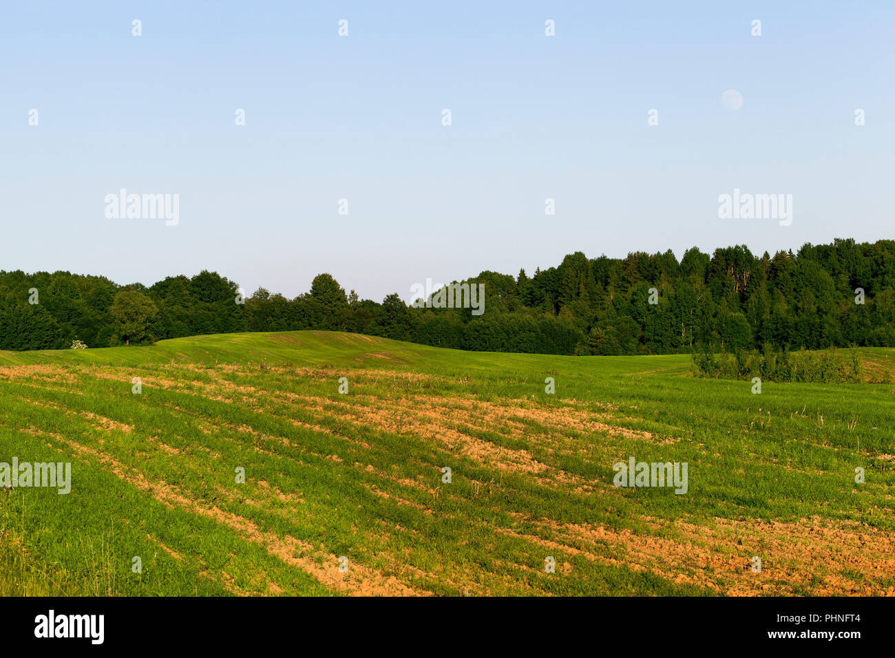 summer landscape with green grass and spots of overgrown soil and ...