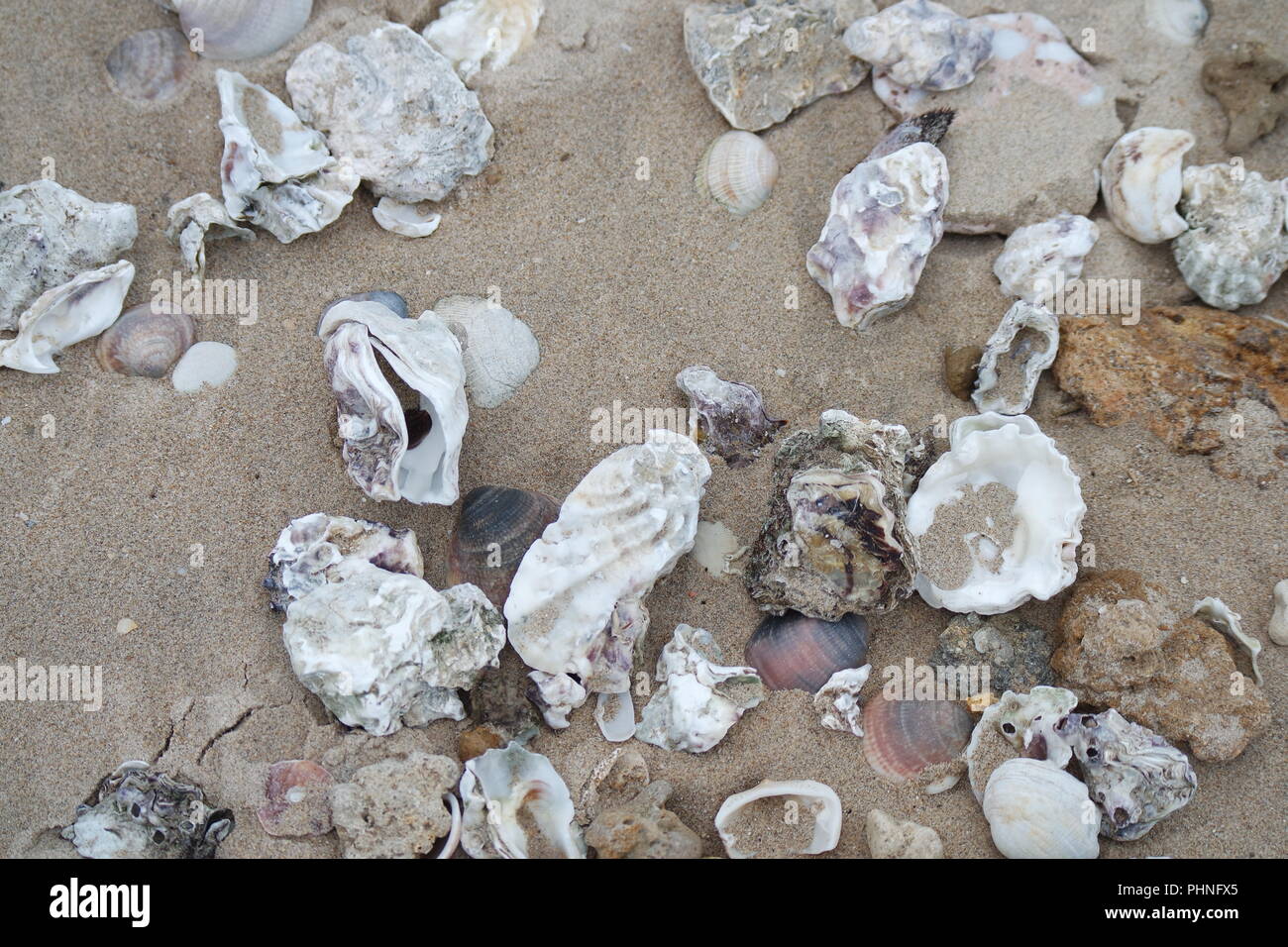 Atlantic shells hi-res stock photography and images - Alamy