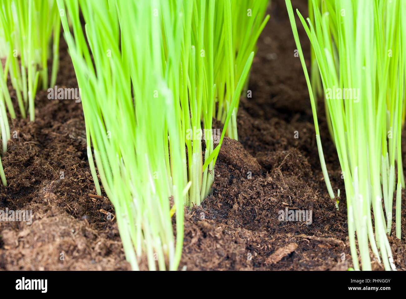 Fertile growing environment hi-res stock photography and images - Alamy