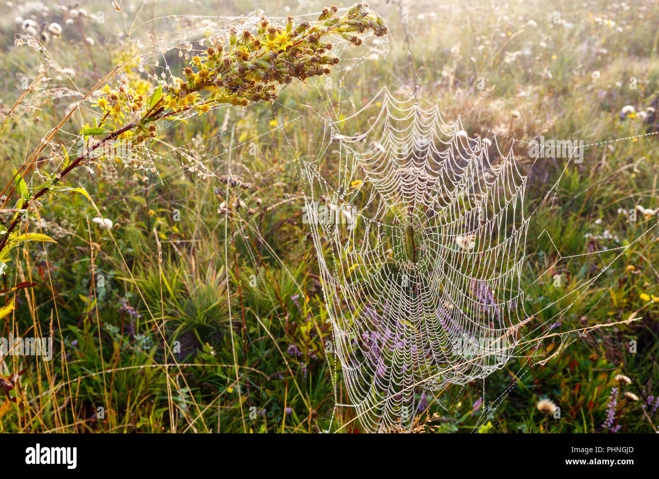 Misty morning dew on mountain meadow Stock Photo - Alamy