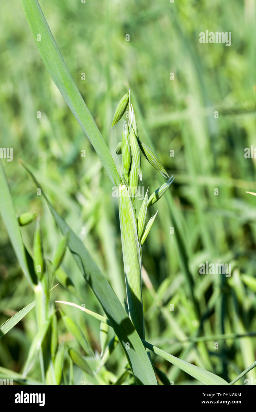 green plants oats with green foliage and ears in sunlight, closeup on ...