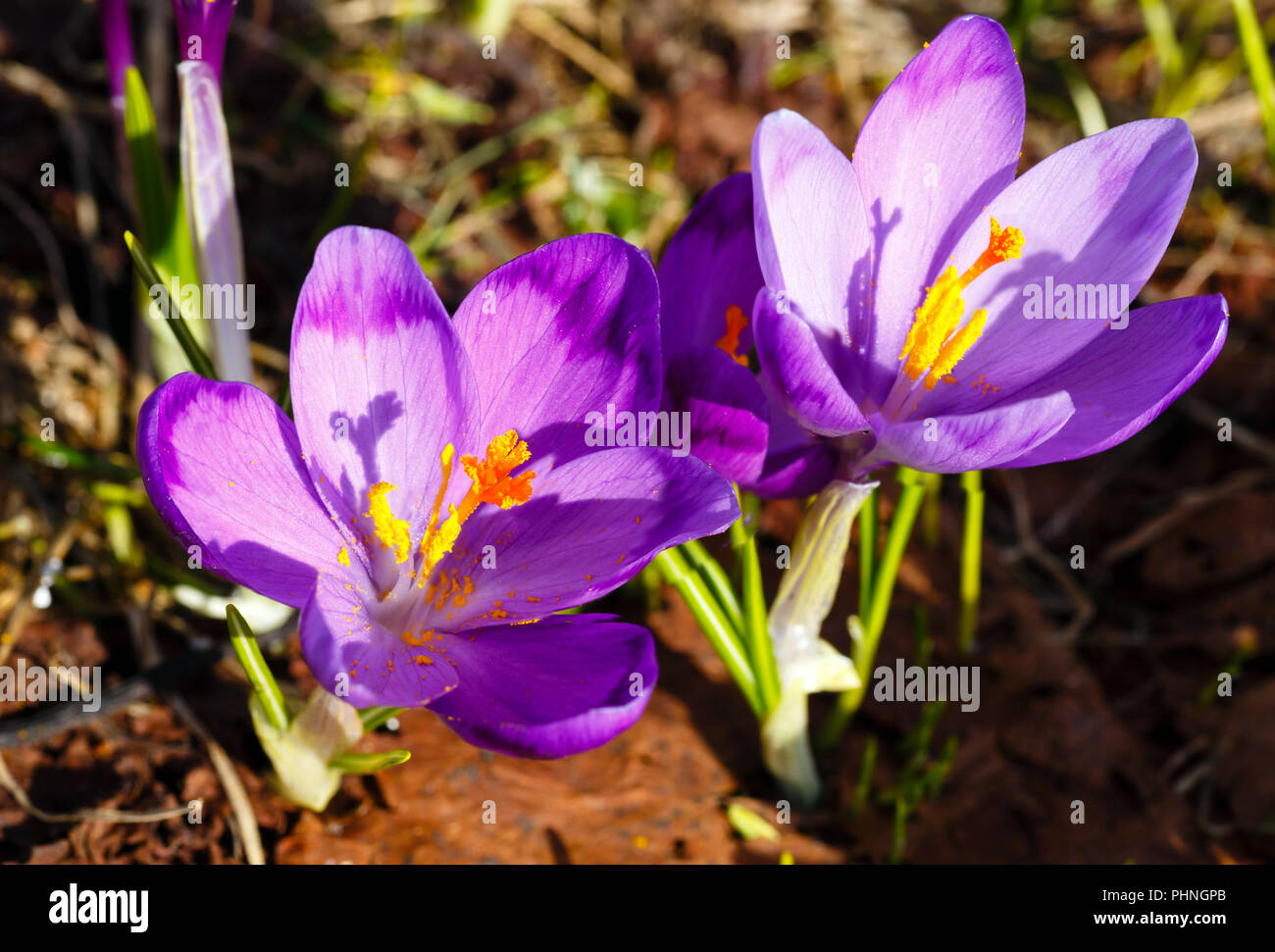 Purple Crocus flowers on spring mountain Stock Photo - Alamy