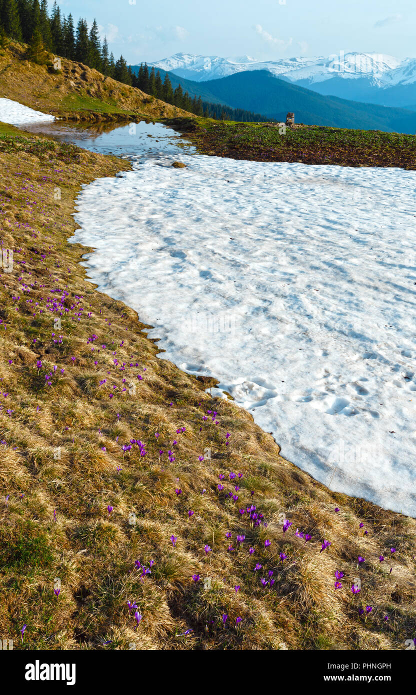 Purple Crocus flowers on spring mountain Stock Photo - Alamy