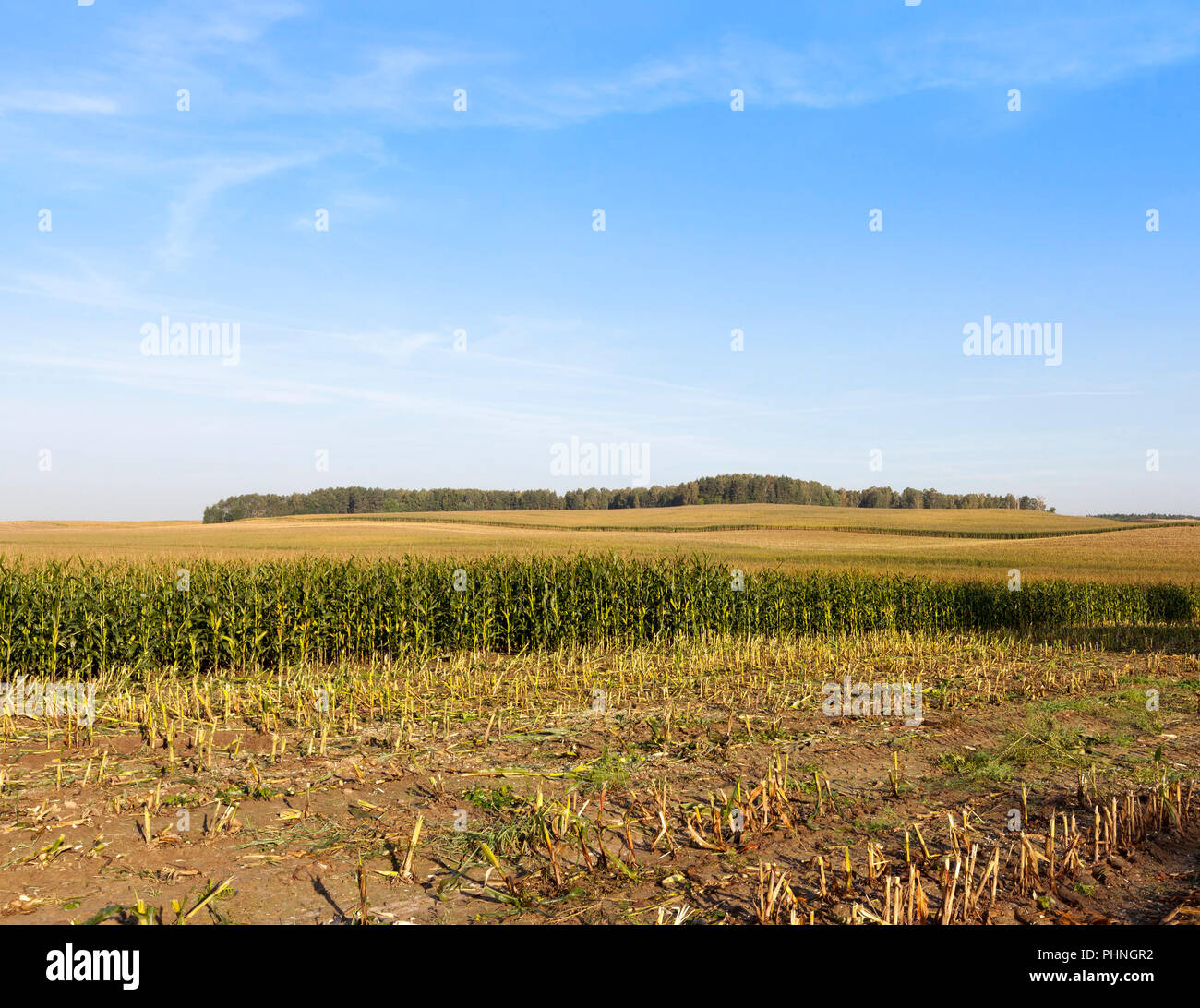 collection of green corn crop for silage and cow food, summer landscape ...