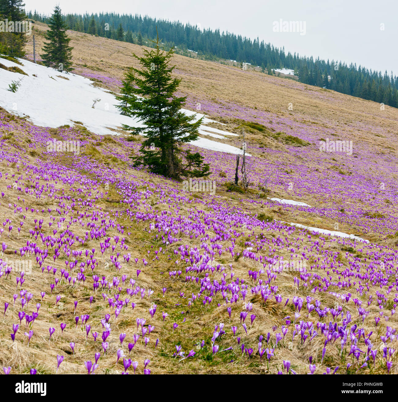 Purple Crocus flowers on spring mountain Stock Photo - Alamy