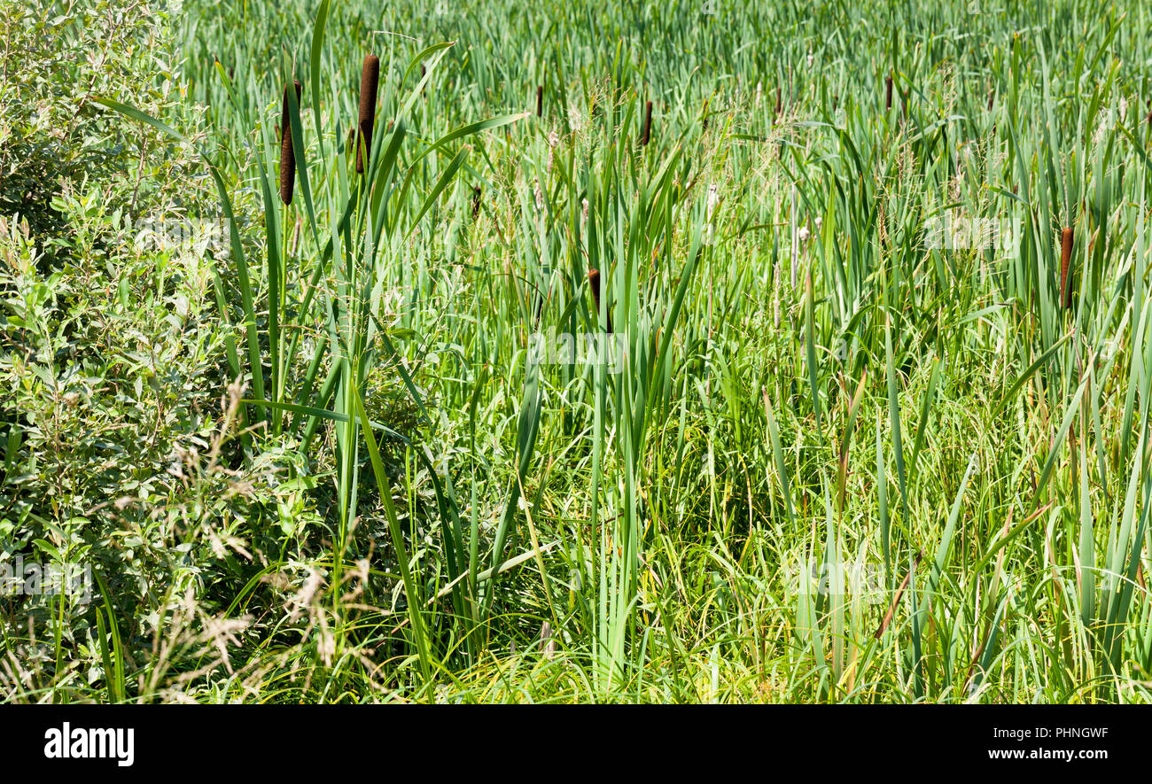 Green reeds growing along shore hi-res stock photography and images - Alamy