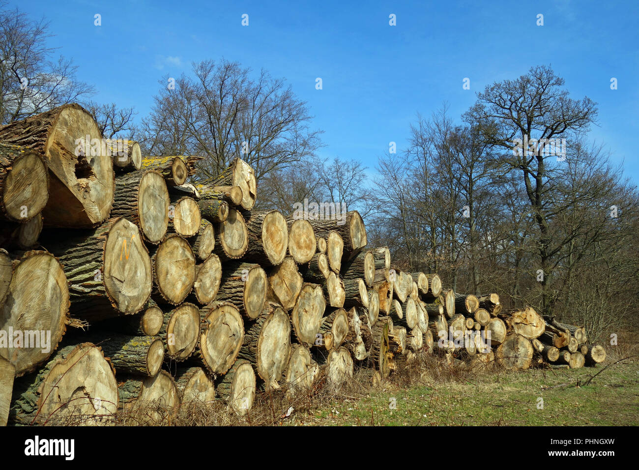 Valuable timber tree hi-res stock photography and images - Alamy