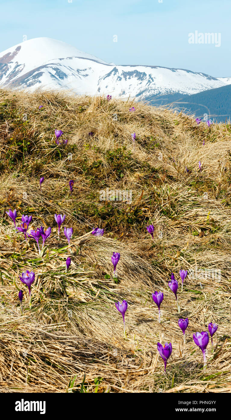 Purple Crocus flowers in spring mountains Stock Photo - Alamy