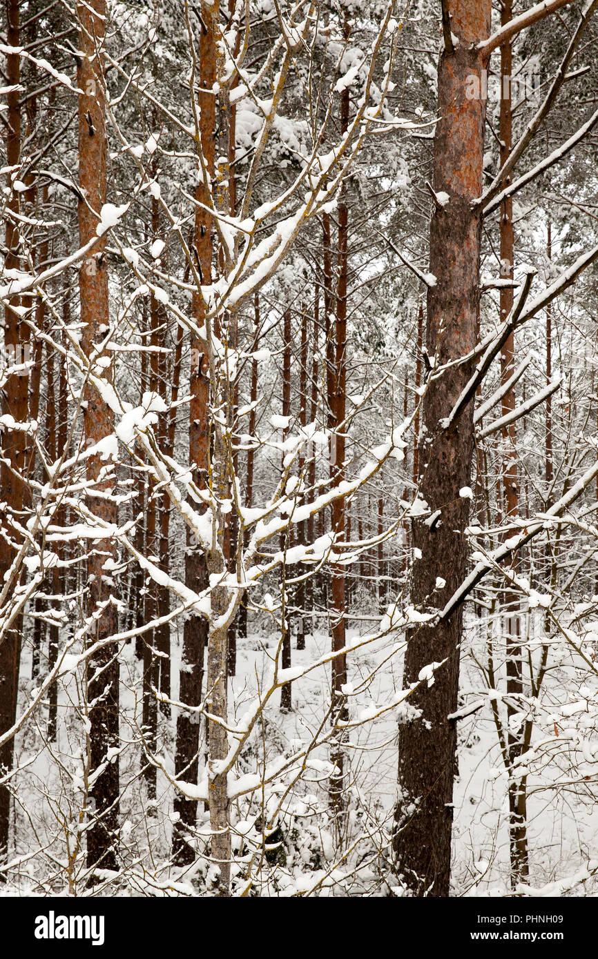 snow photographed in the winter season, which appeared after a snowfall ...