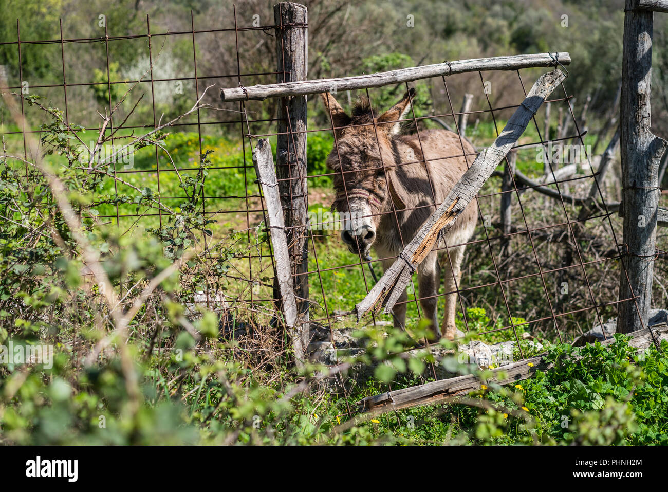 Small sad donkey on a farm Stock Photo - Alamy