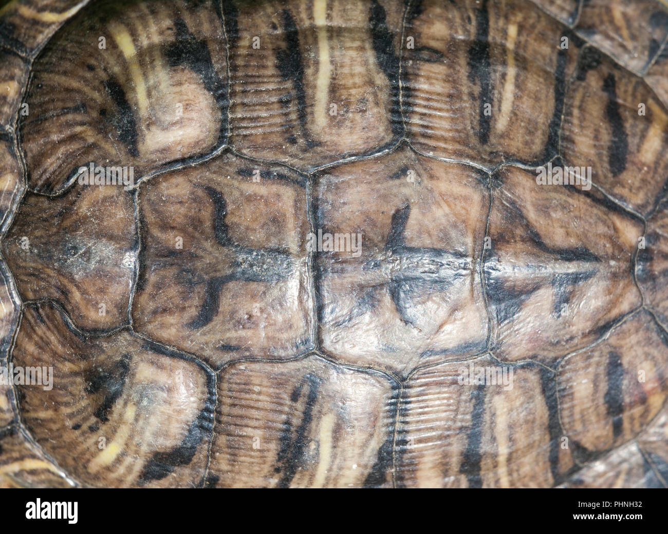dirty and with injuries red-bellied turtle, top view closeup Stock ...