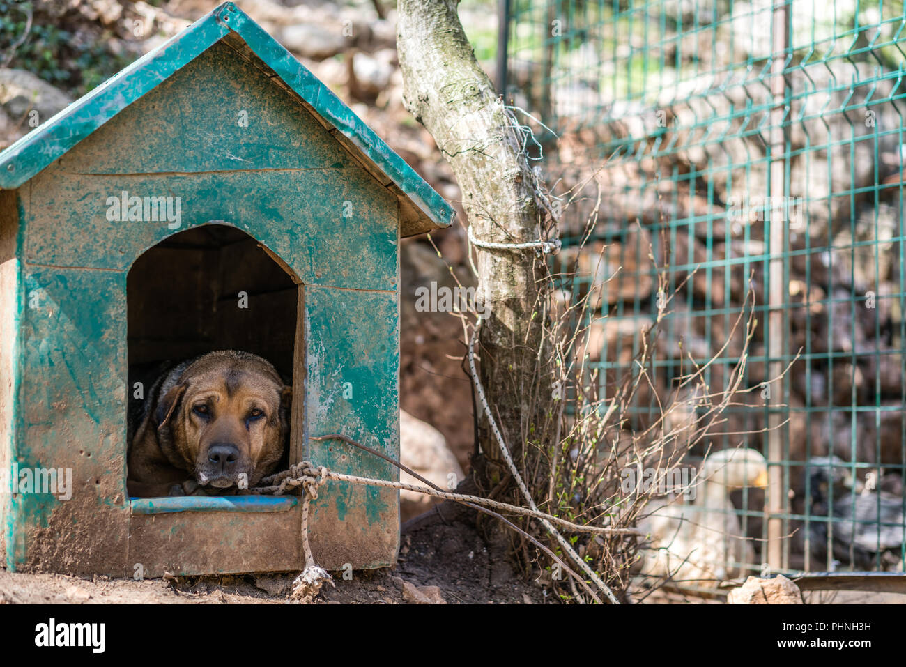 Dog House Cage Inside High Resolution Stock Photography and Images - Alamy