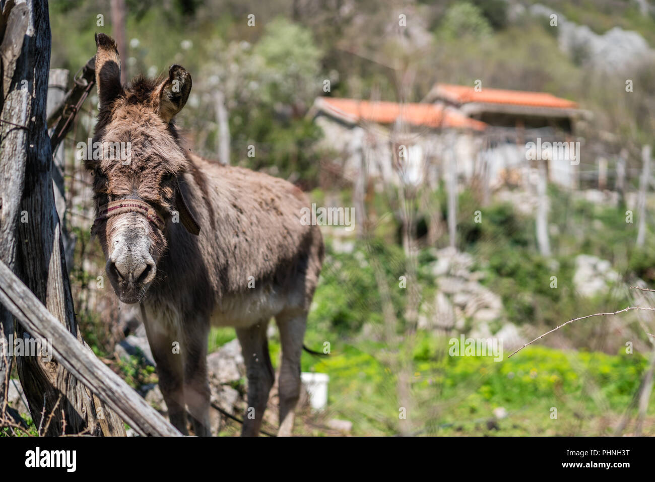 Small sad donkey on a farm Stock Photo - Alamy