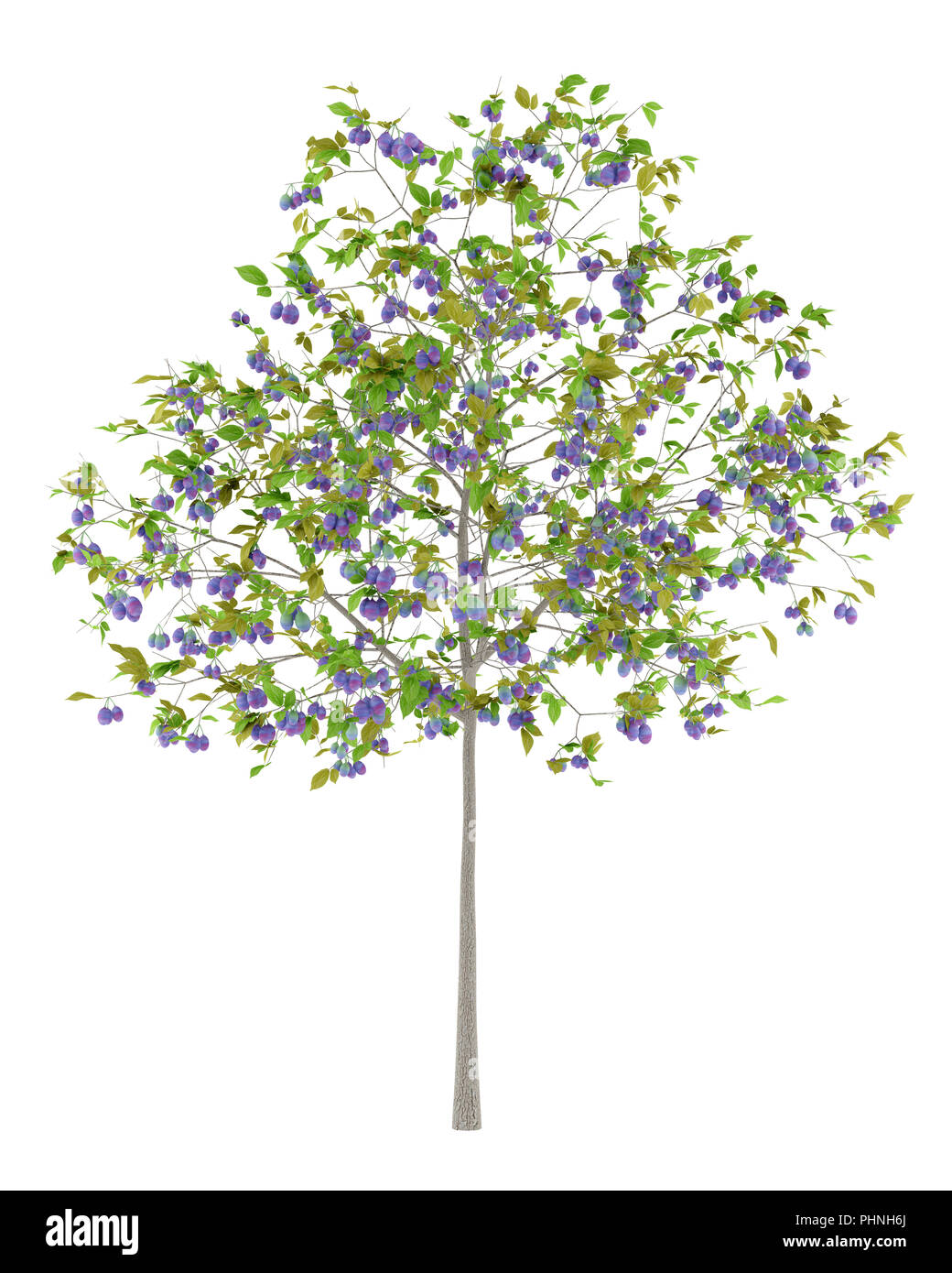 plum tree with plums isolated on white background Stock Photo - Alamy