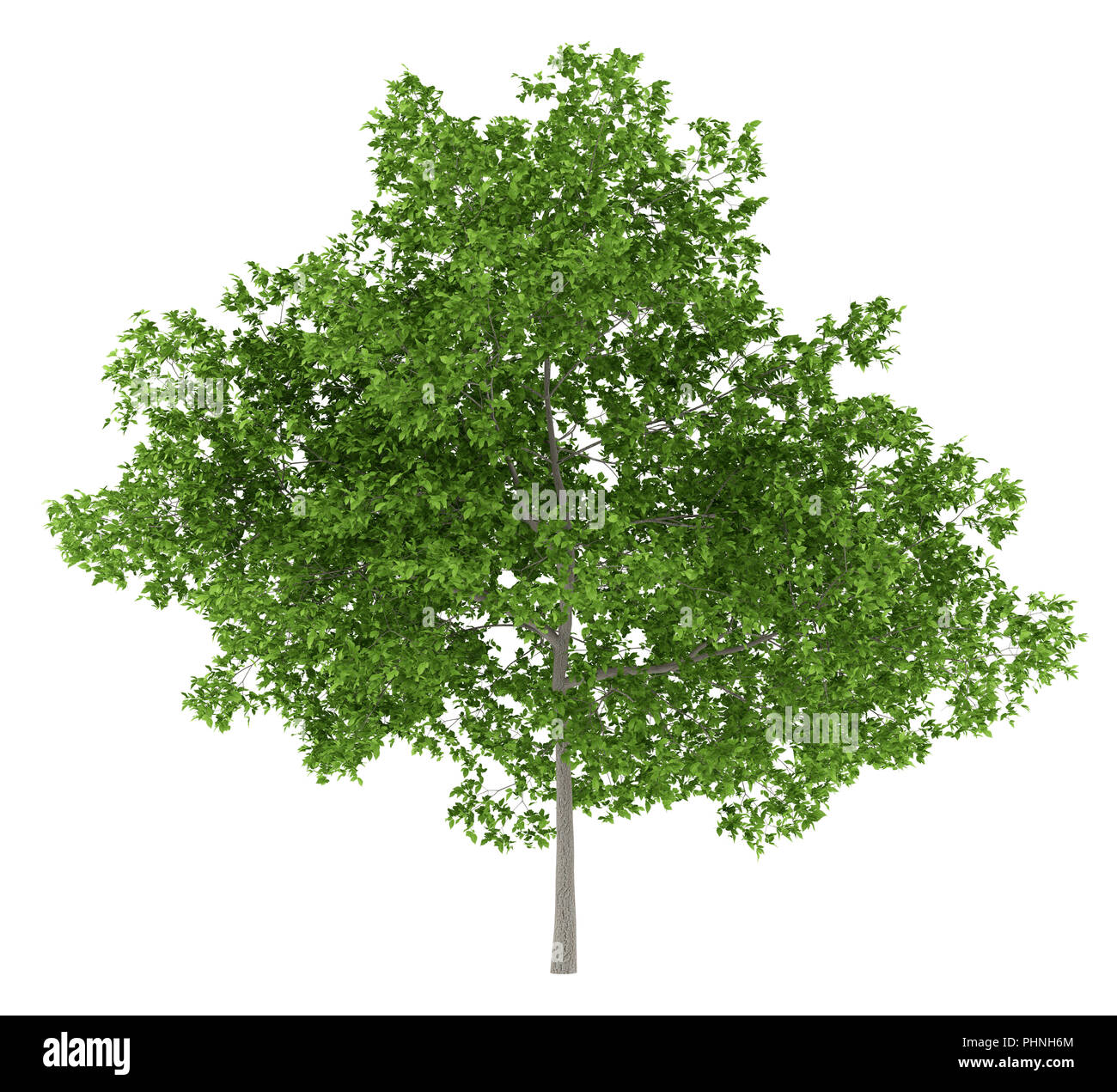 plum tree isolated on white background Stock Photo - Alamy