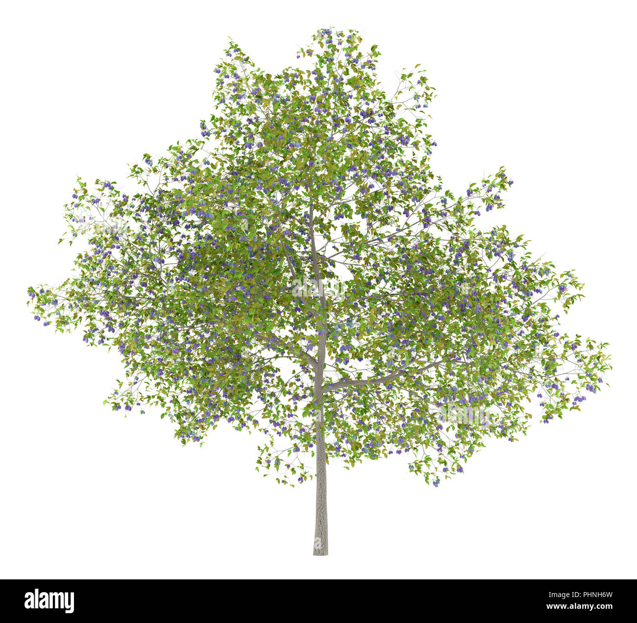 plum tree with plums isolated on white background Stock Photo - Alamy