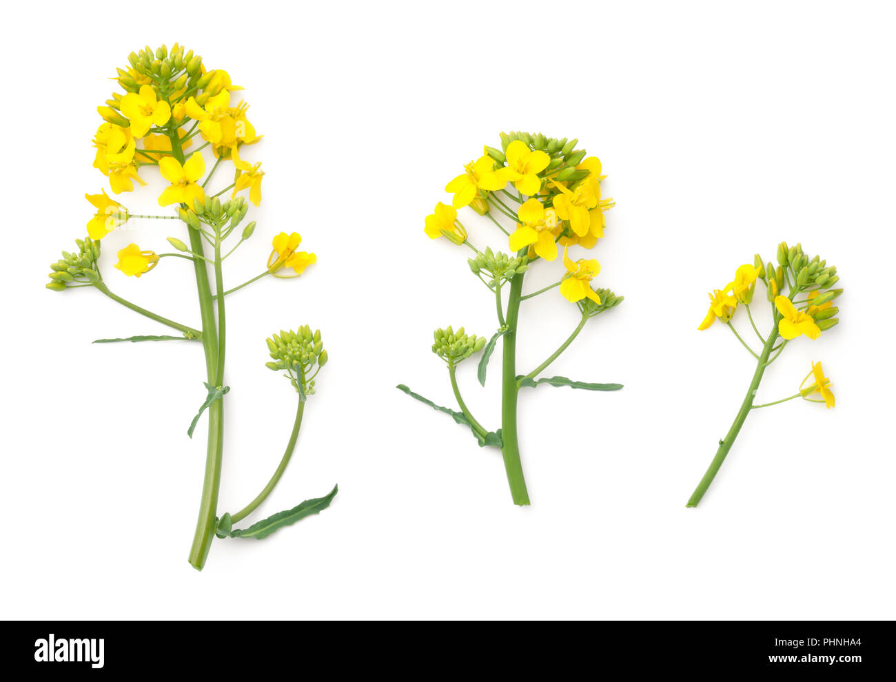 Rapeseed Flowers Isolated on White Background Stock Photo - Alamy