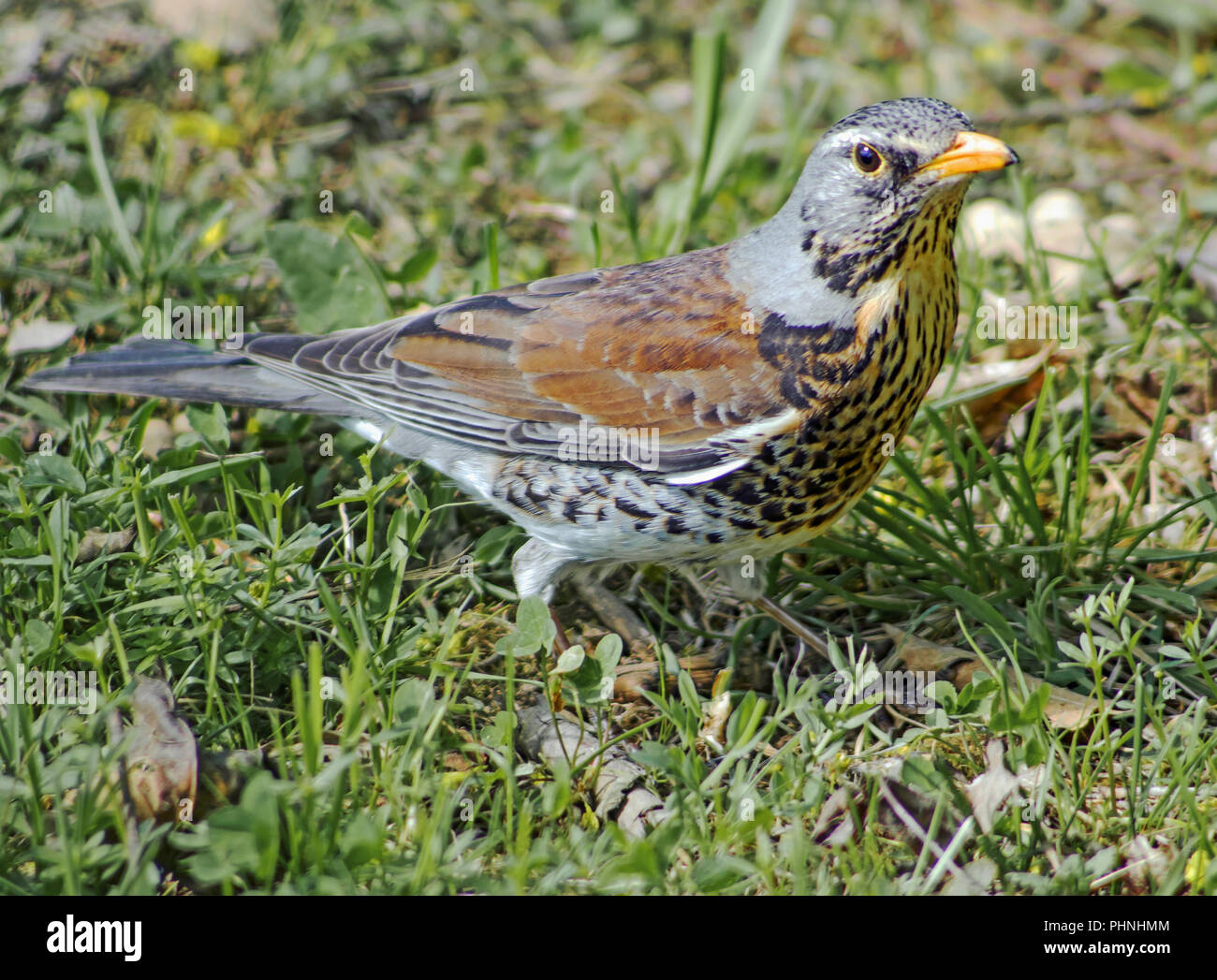 Fieldfare 'Turdus pilaris' Stock Photo - Alamy