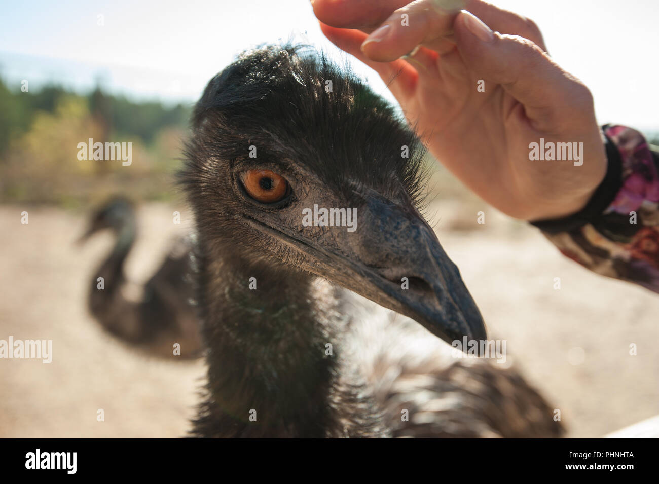 Ostrich and female hands Stock Photo - Alamy