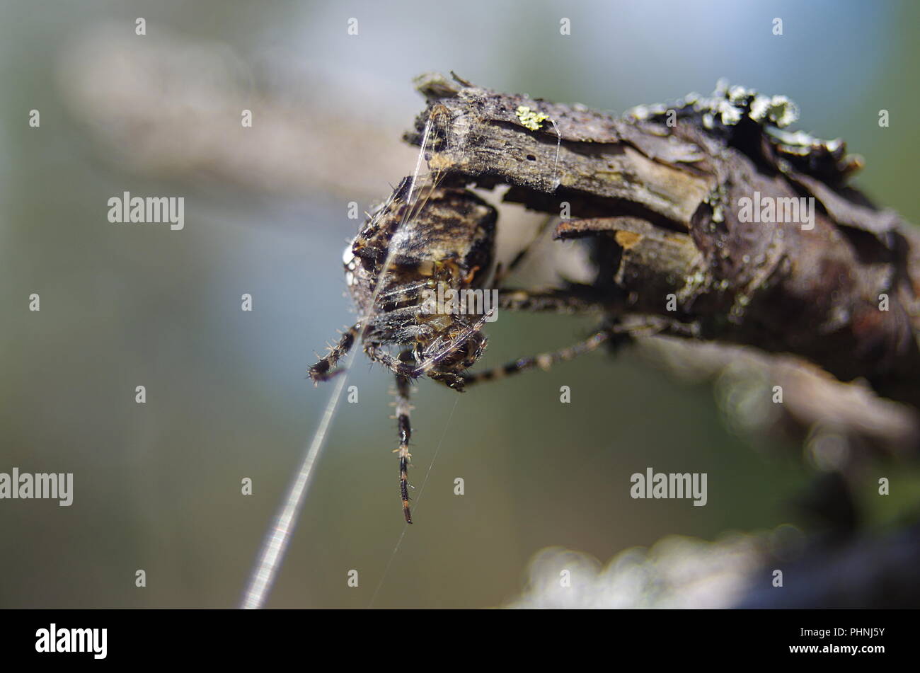Close up of a spider on a tree branch Stock Photo - Alamy