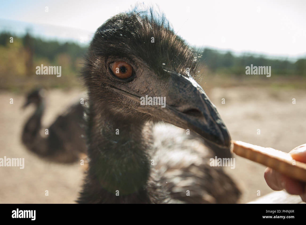 Ostrich and female hands Stock Photo - Alamy