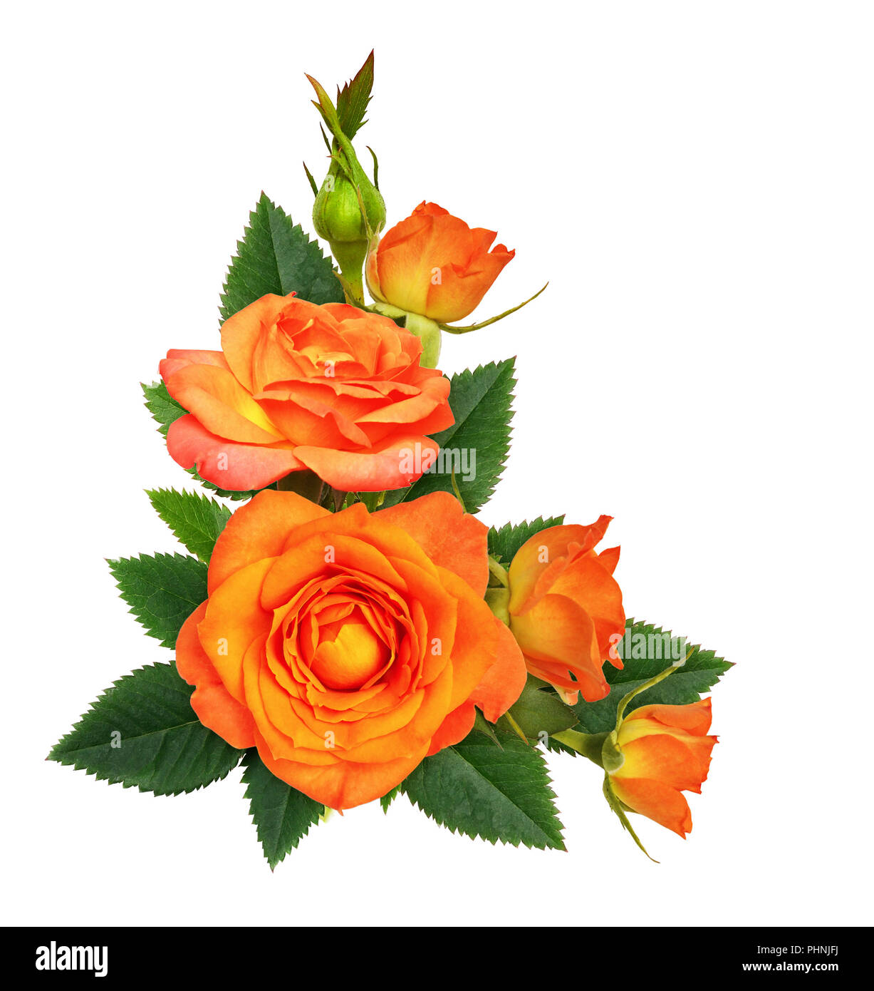 Orange rose flowers in a corner floral arrangement isolated on white ...
