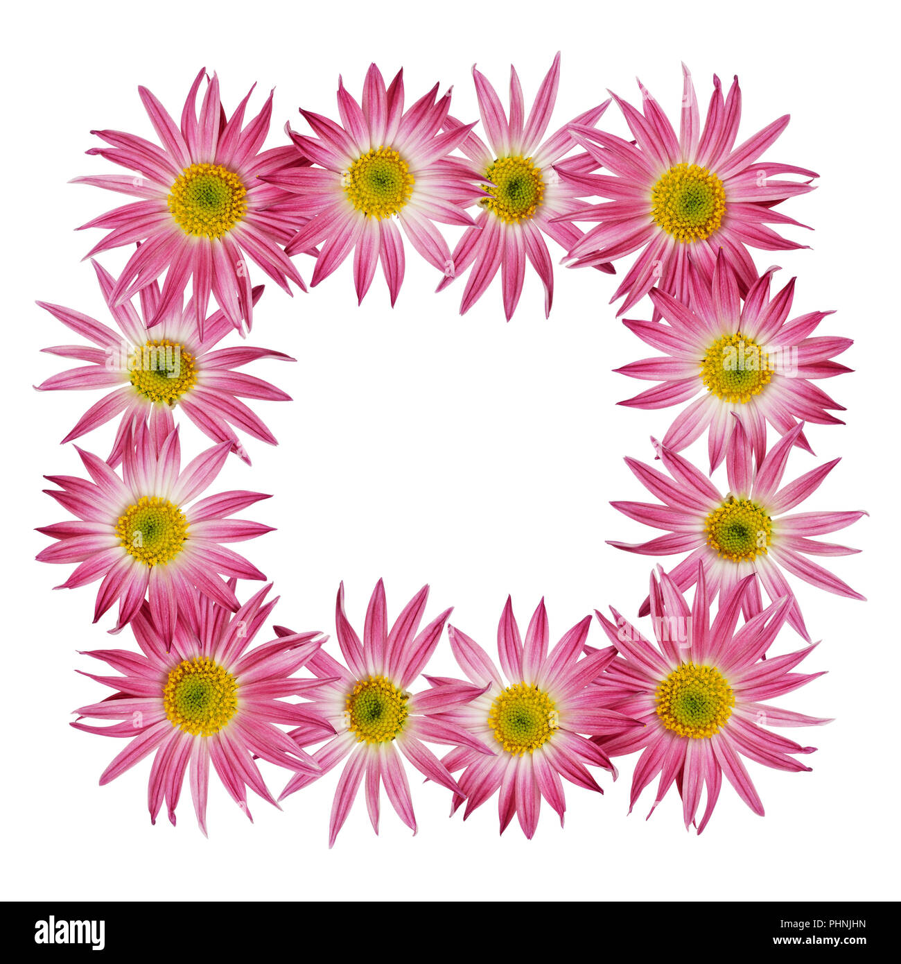 Pink aster flowers in a frame isolated on white background. Flat lay ...