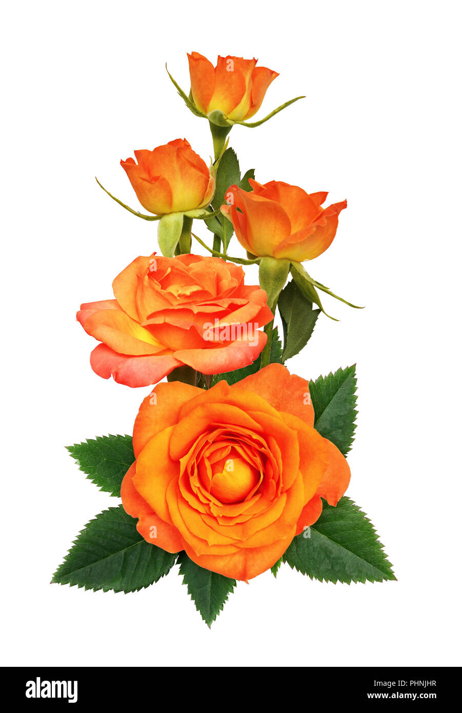 Orange rose flowers in a floral arrangement isolated on white Stock ...