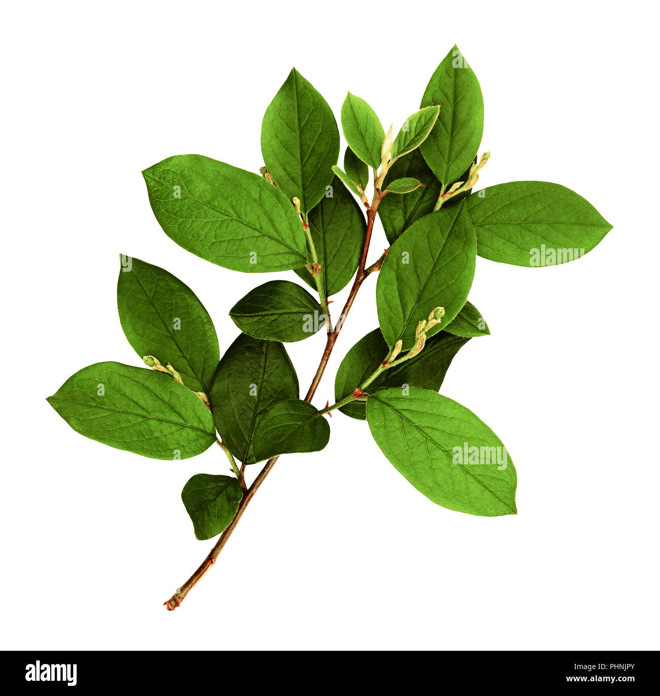 Twig with fresh green leaves isolated on white Stock Photo - Alamy