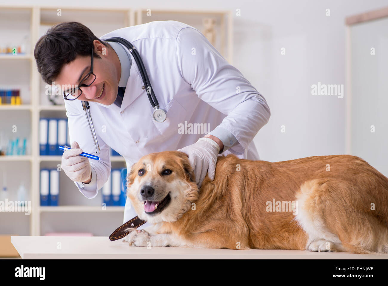 Doctor examining golden retriever dog in vet clinic Stock Photo - Alamy