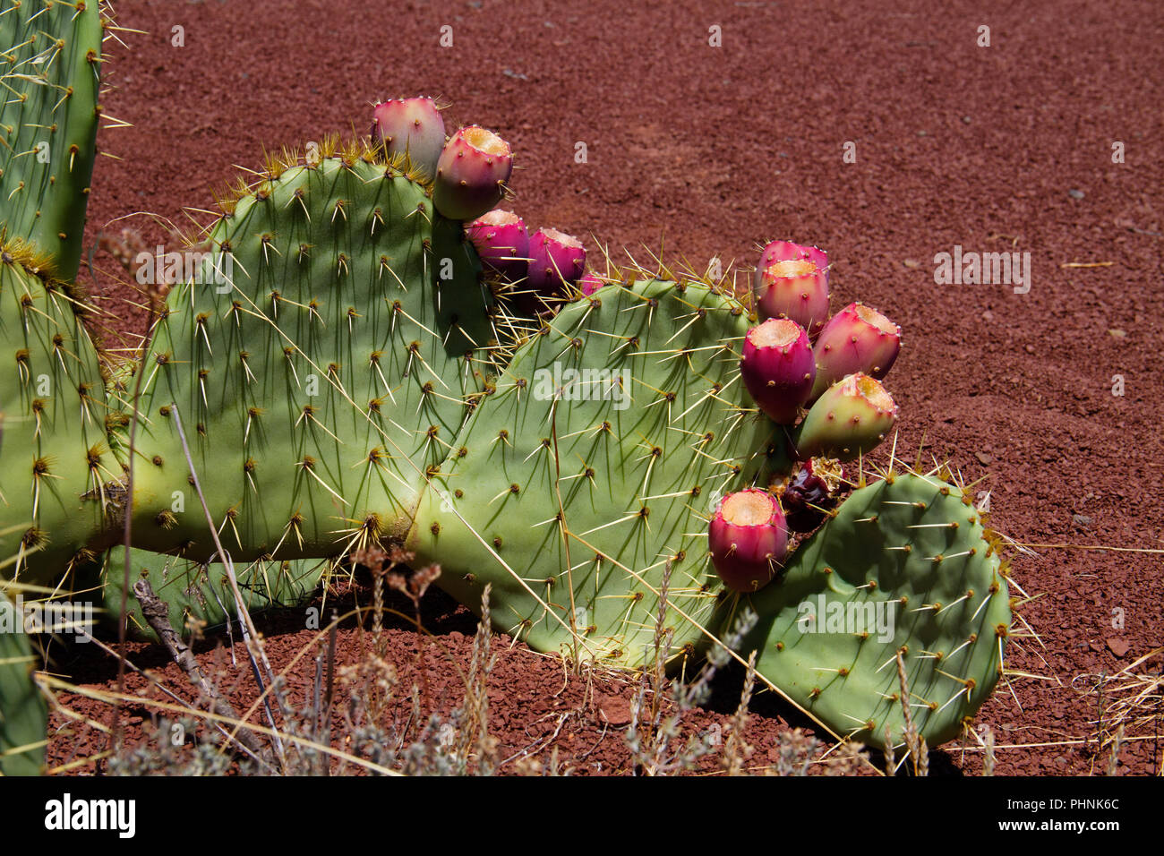 Cactus, an Indian fig opuntia, growing on ruffes, red coloured Permian ...