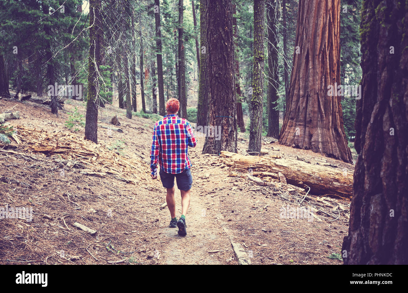 Hike in the forest Stock Photo - Alamy
