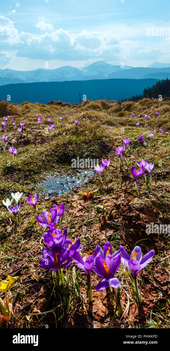 Purple Crocus flowers on spring mountain Stock Photo - Alamy